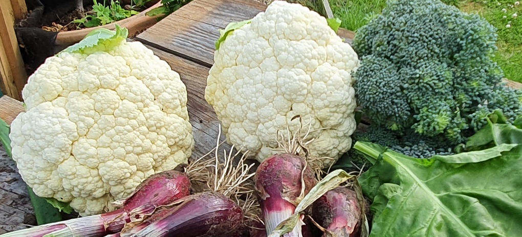 I Grew a Cauliflower - Alba Craft